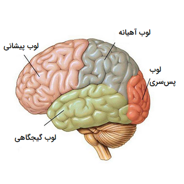 آشنایی با دستگاه عصبی انسان فوق تخصص مغز و اعصاب